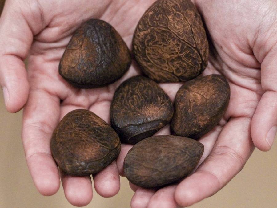 The 101: How to prepare keluak: Cleaning keluak for safe consumption ...